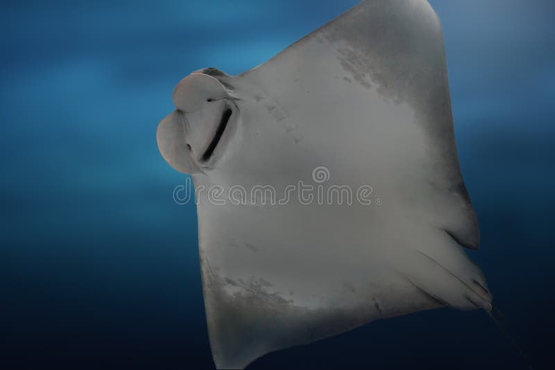 Cownose Ray underwater stock image. Image of lovely - 309612787