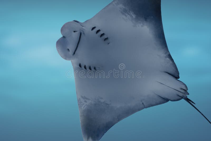Cownose Ray underwater stock image. Image of atlantic - 309612797