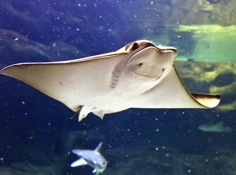 Cownose ray stock photo. Image of cownose, ocean, swimming - 79893850