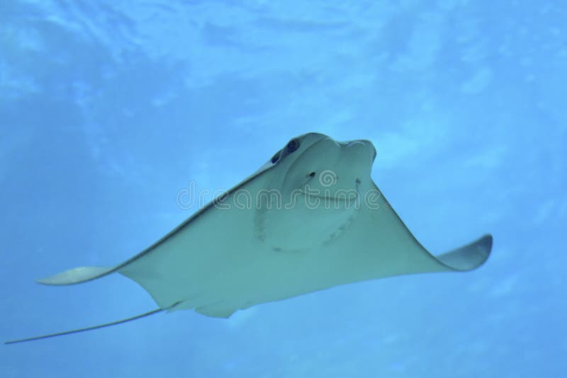 Cownose Ray stock photo. Image of tropical, south, ripleys - 30743106