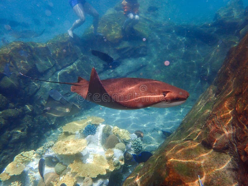 Cownose Ray Swimming Over Coral Reef, Stingray Stock Image - Image of ...