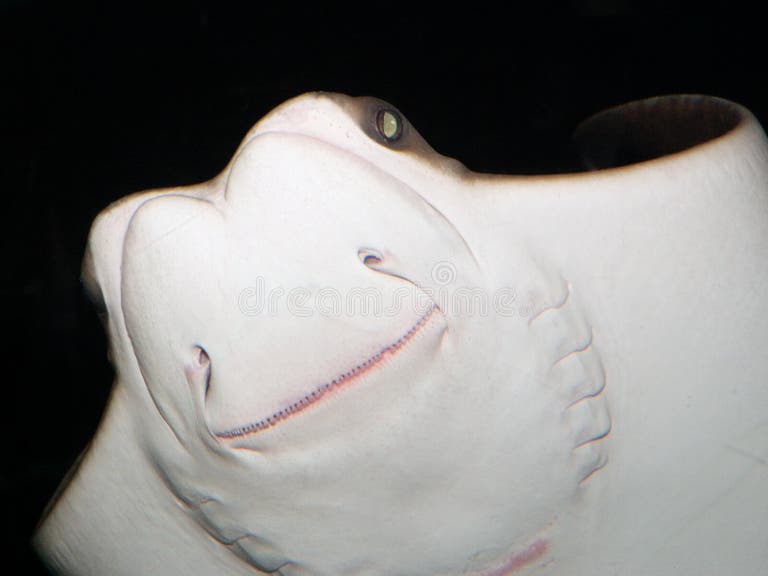 Cownose Ray- Underside Shot with Flash Stock Photo - Image of mouth ...