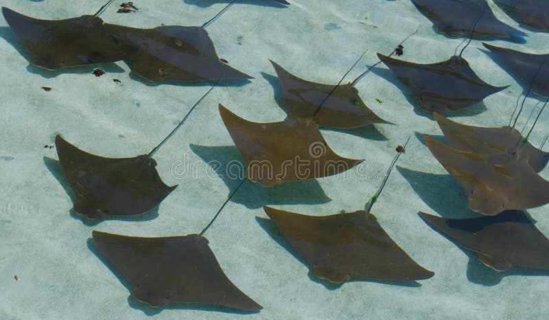 Cownose ray stock photo. Image of cownose, ocean, swimming - 79893850