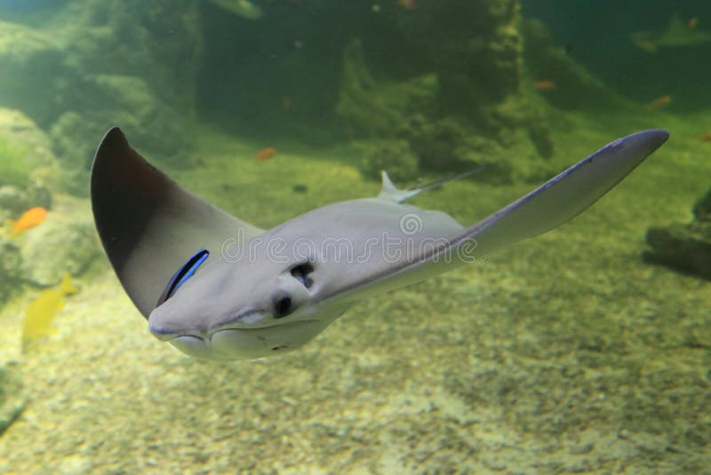 Cownose ray stock photo. Image of cownose, ocean, swimming - 79893850