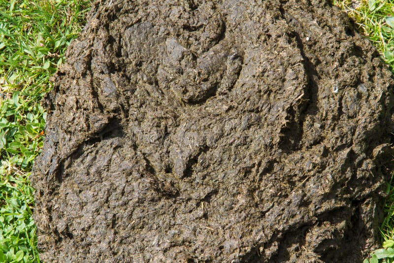 113 Cowpat Stock Photos - Free & Royalty-Free Stock Photos from Dreamstime