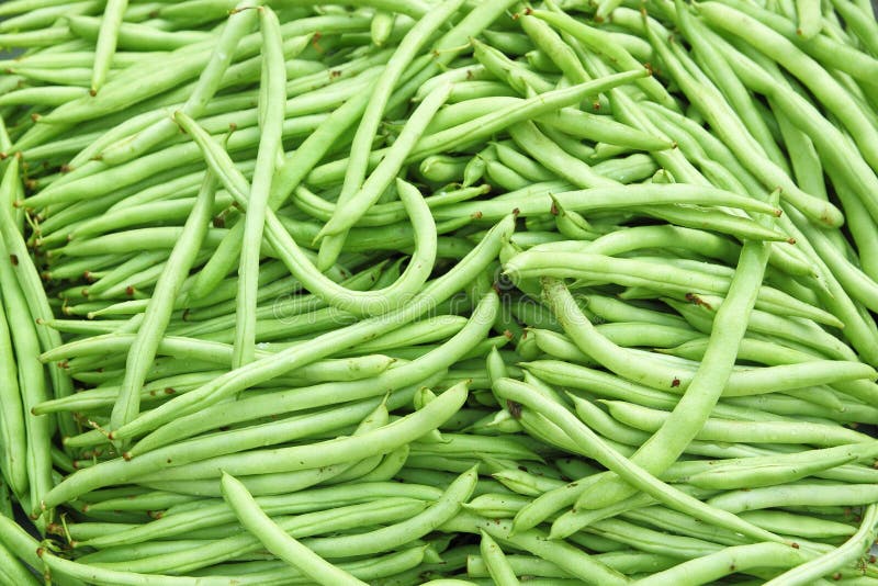 Cowpea stock image. Image of vitamin, annual, bunch, vegetarian - 17088057