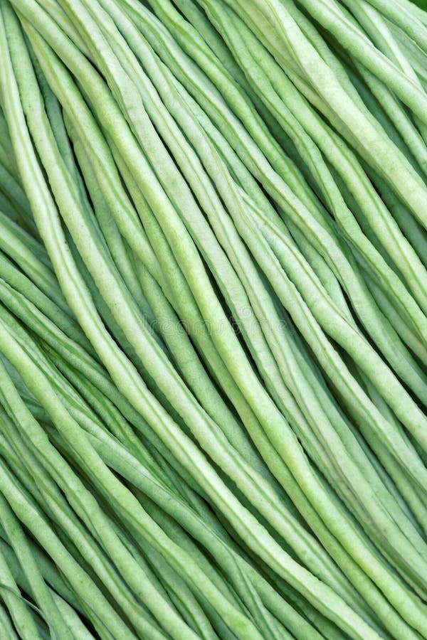 Cowpea stock image. Image of green, greenstuffs, aliment - 25774889