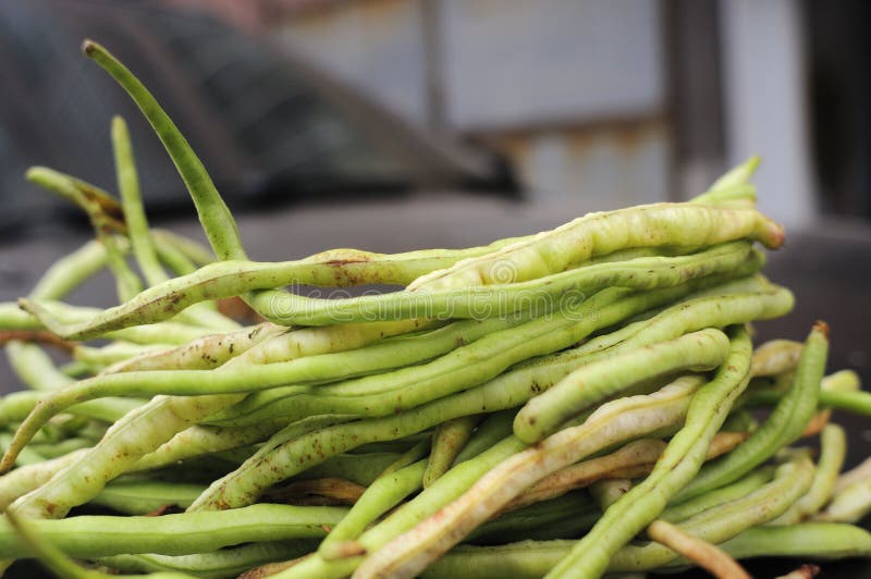 Cowpea stock image. Image of vegetables, nutrition, fruit - 26717275