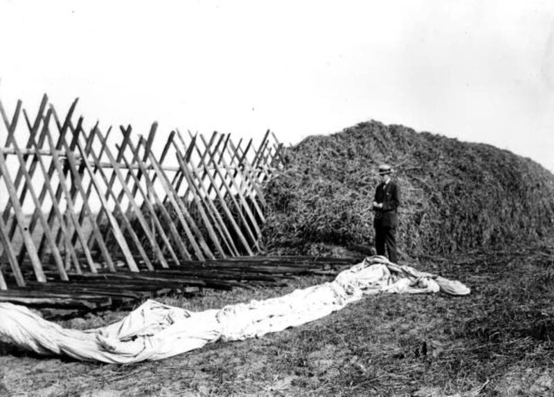 Cowpea And Beggarweed Hay Being Stacked Picture. Image: 221439885