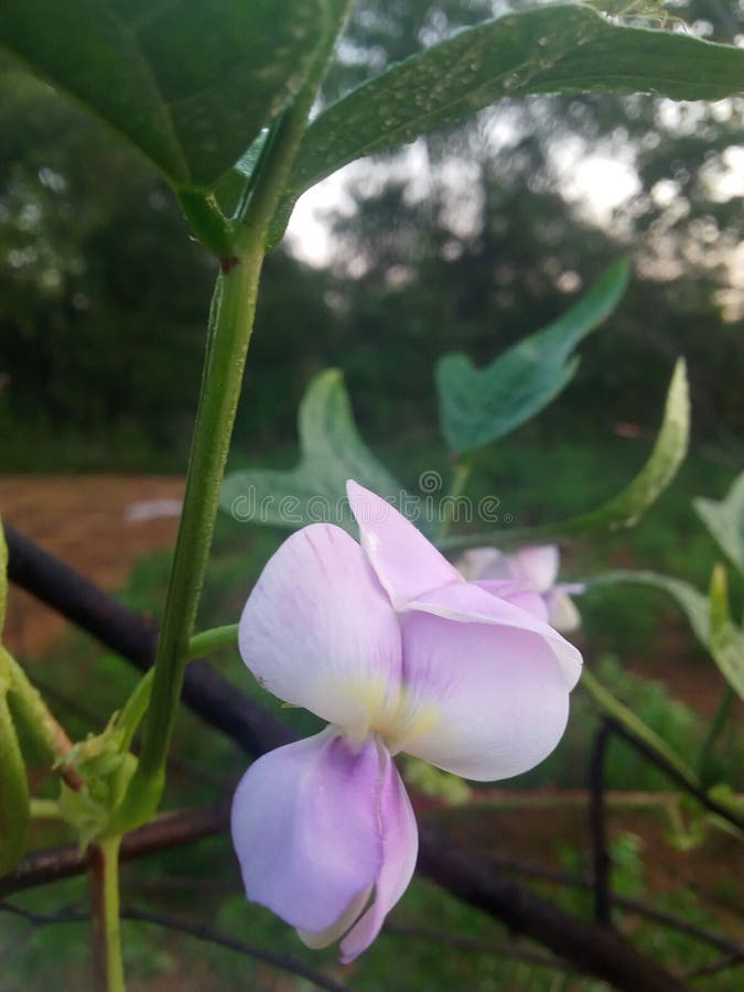 Cowpea Flower stock photo. Image of nature, cowpea, garden - 232712214