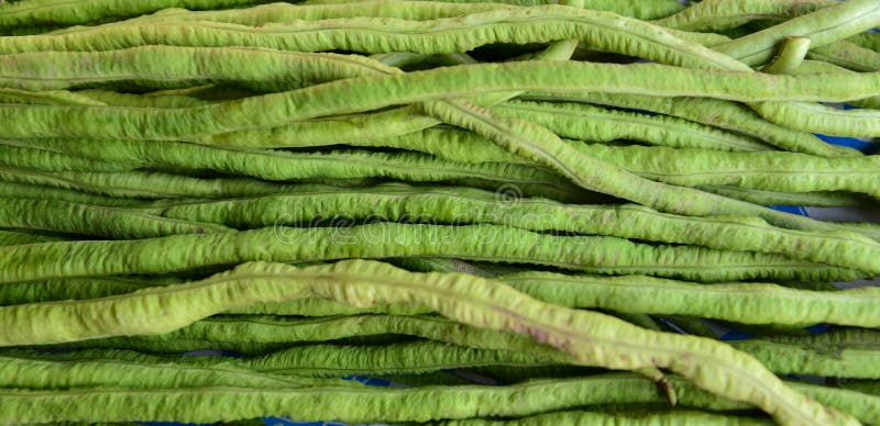 Cowpea stock photo. Image of fresh, food, dinner, horizontal - 56469044