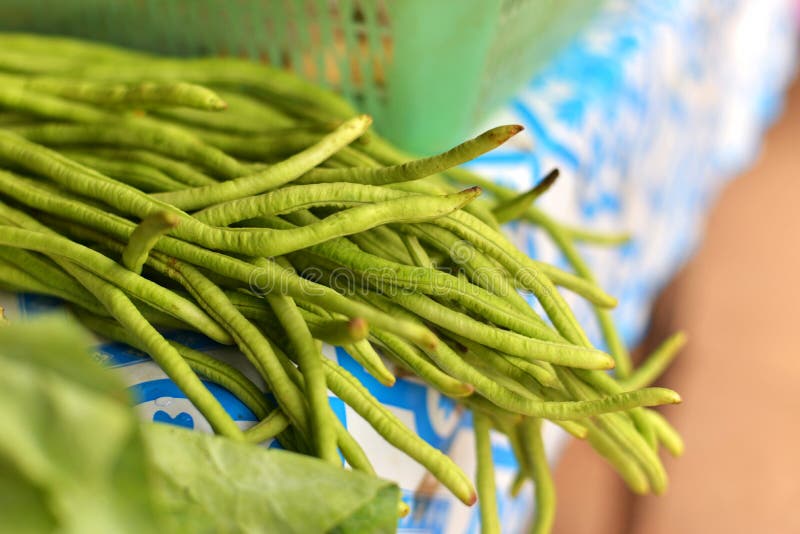 Cowpea stock image. Image of asparagus, natural, nature - 57050521
