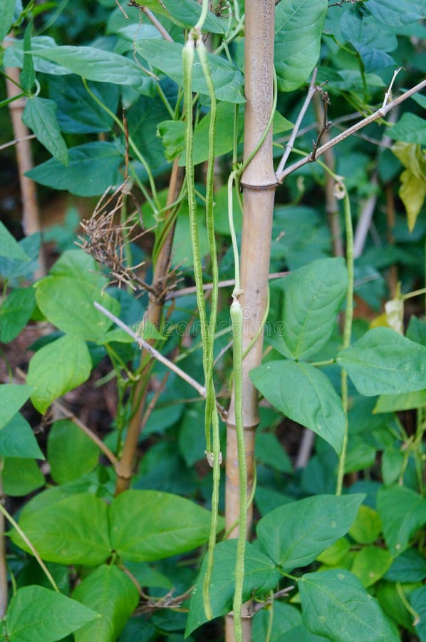 Cowpea stock photo. Image of plants, landscape, products - 57596076