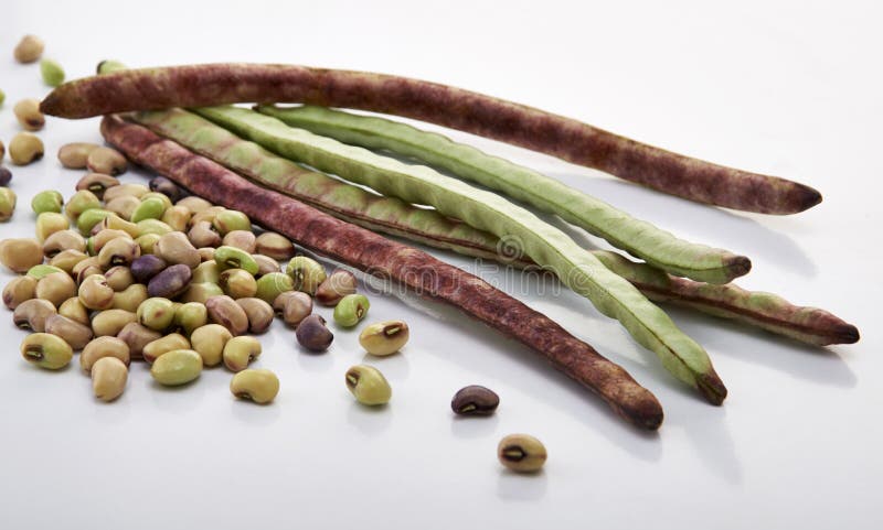 Cowpea stock image. Image of beans, pods, bean, vegetable - 36497461