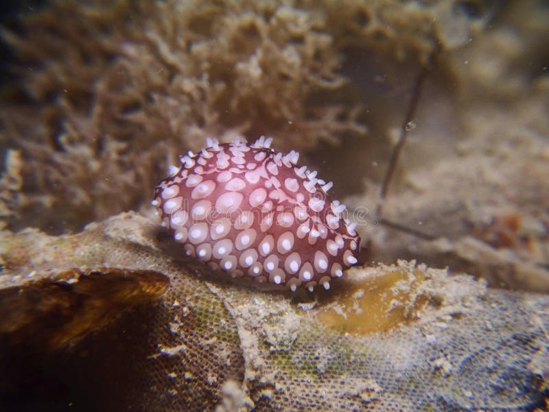 Cowrie Shell Royalty Free Stock Image - Image: 1100266