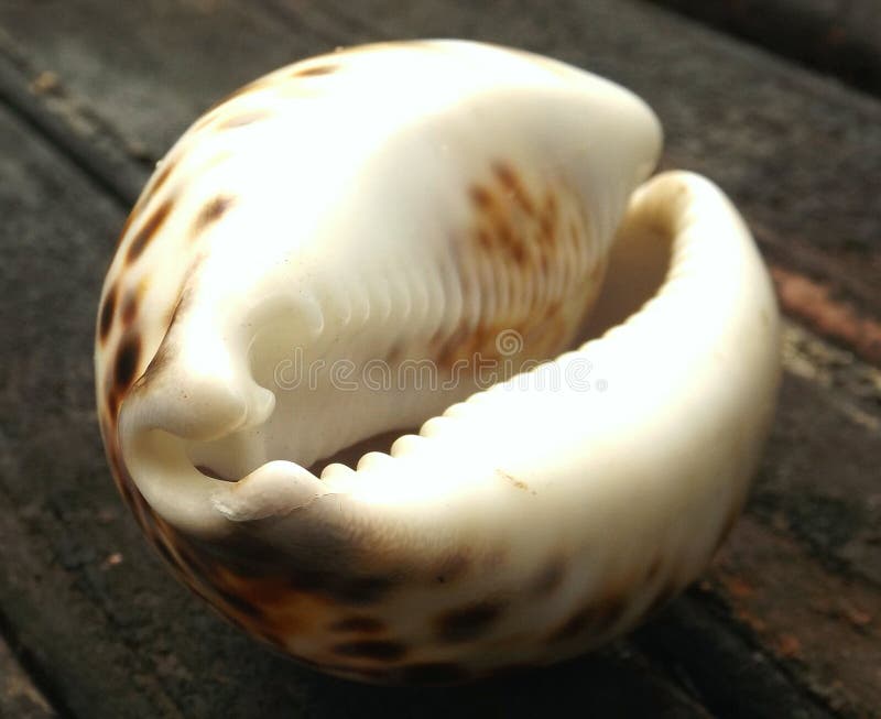 Cowrie shell stock photo. Image of shell, amulet, cowrie - 97680472