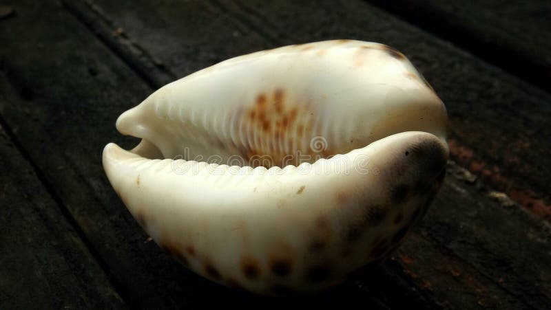 Cowrie shell stock photo. Image of amulet, conch, cockle - 97680478