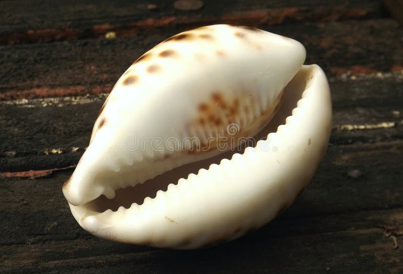 Cowrie shell stock photo. Image of shankha, cowrie, conch - 97680570