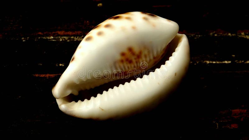 Cowrie shell stock photo. Image of cowrie, organism, conch - 97680586