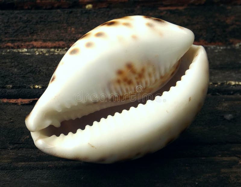 Cowrie shell stock photo. Image of molluscs, cockle, organism - 97680806