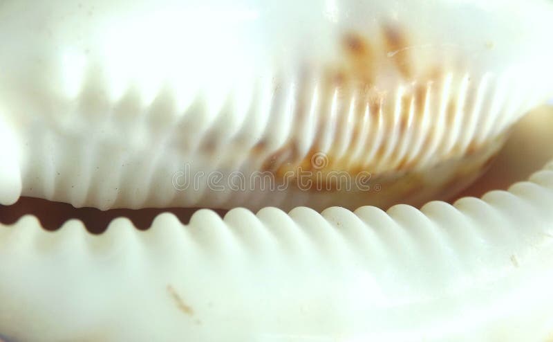 Cowrie shell stock image. Image of cowrie, tooth, amulet - 97680717