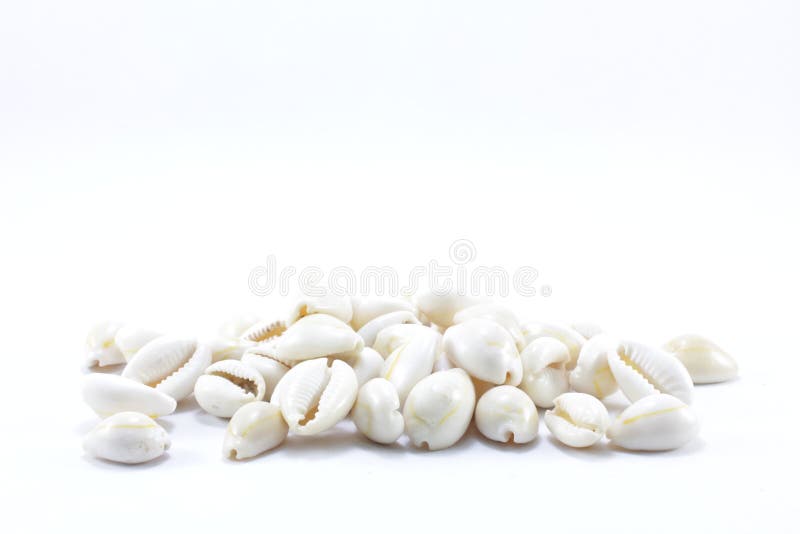 Cowrie Shell On White Background Stock Photo - Image of marine, white ...
