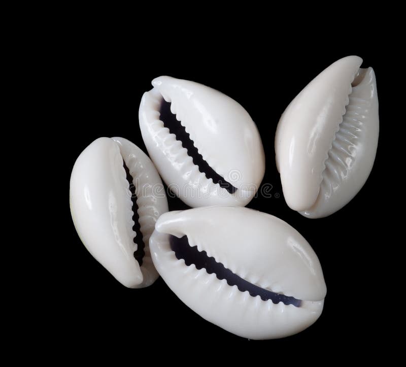 Money cowrie stock photo. Image of currency, shells, marine - 31270778