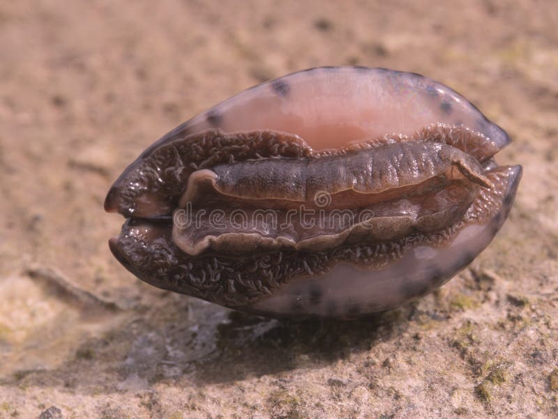Cowrie Shells. the Sea Shellfish on the Rock Stock Image - Image of ...