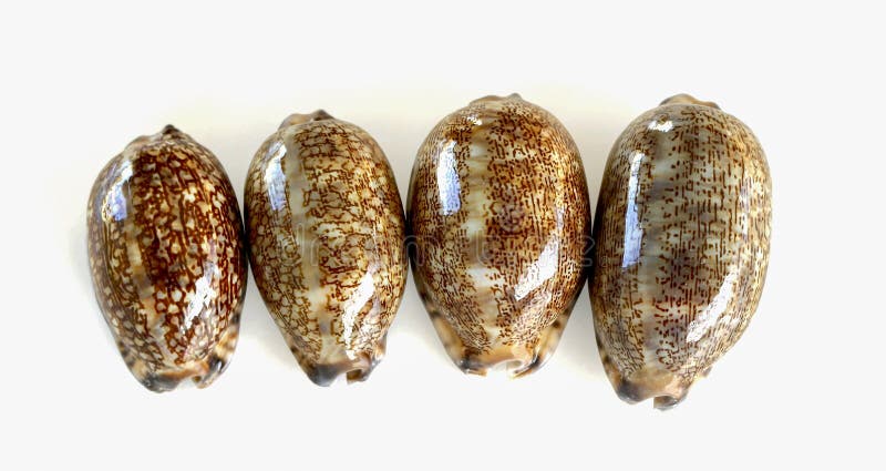 192 Cowries Фото - Бесплатные и RF Фото от Dreamstime