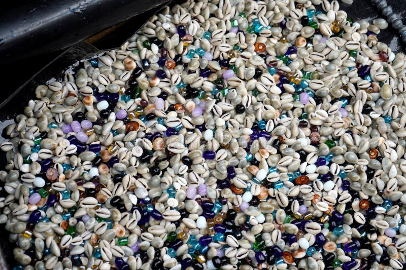 Cowries Shells Collected from Ocean at Puri Stock Photo - Image of ...