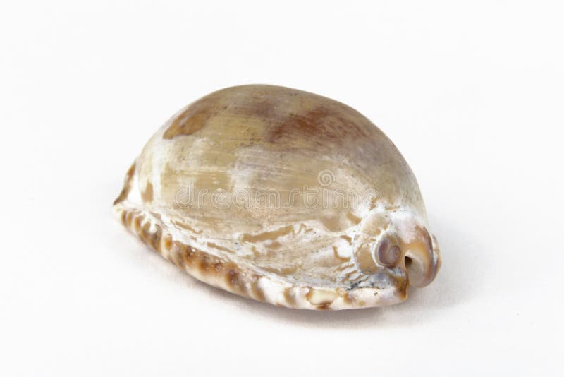 Cowry 2 immagine stock. Immagine di bianco, crostaceo - 34756853