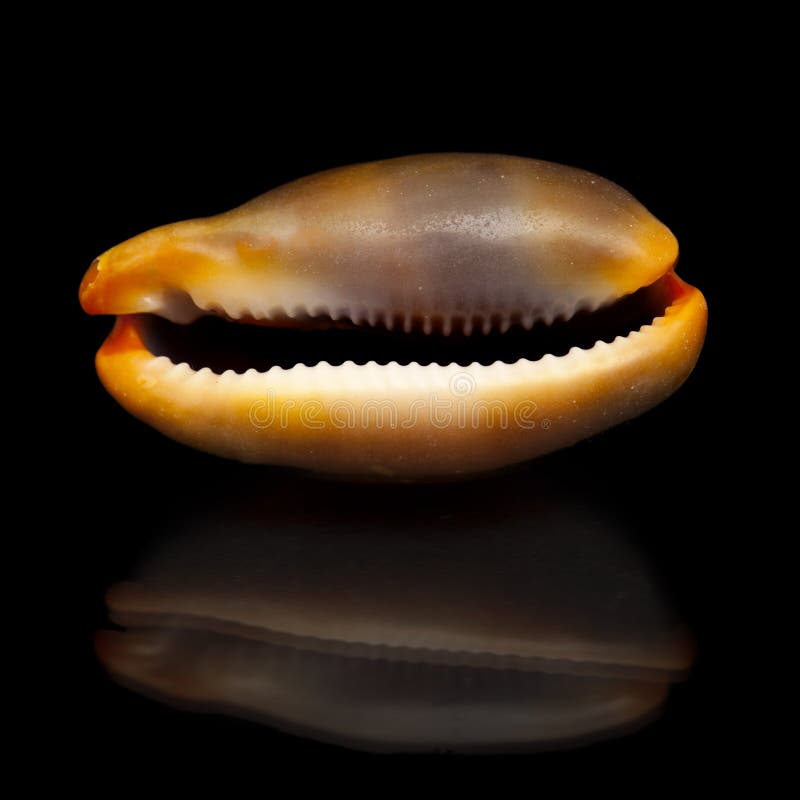 Cowry on black stock photo. Image of gastropoda, animal - 118338736