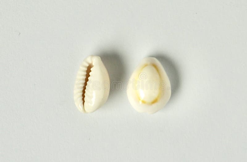 Cowry Sea Shells Object on White Background Stock Image - Image of ...
