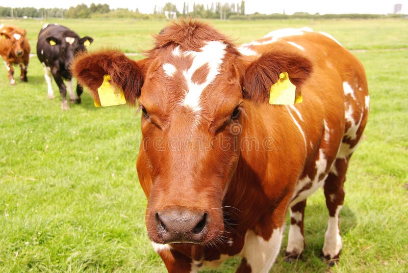 Frozen beef stock photo. Image of mammal, cattle, calf - 12398676