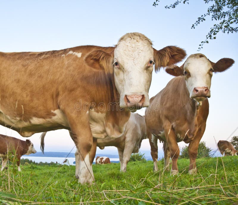 Group of cows grazing stock photo. Image of land, grazing - 7664540