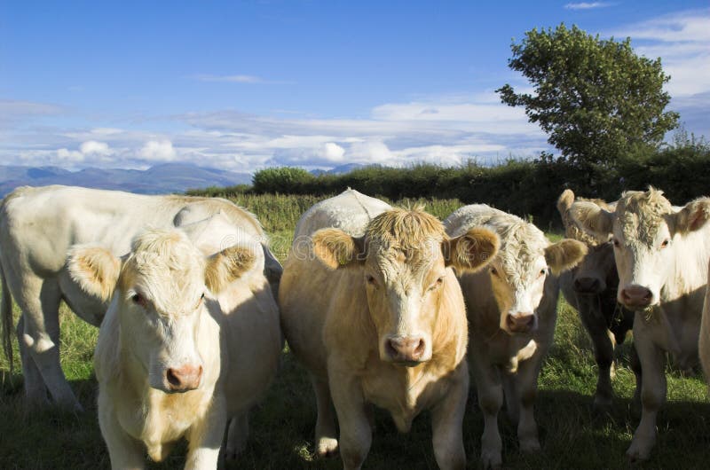 Cows stock image. Image of milk, farm, hedge, grazing - 1202419