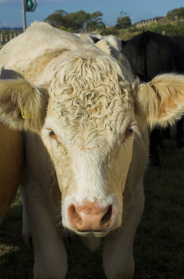 Cows stock image. Image of cows, meadow, bull, hedge, horns - 1202649
