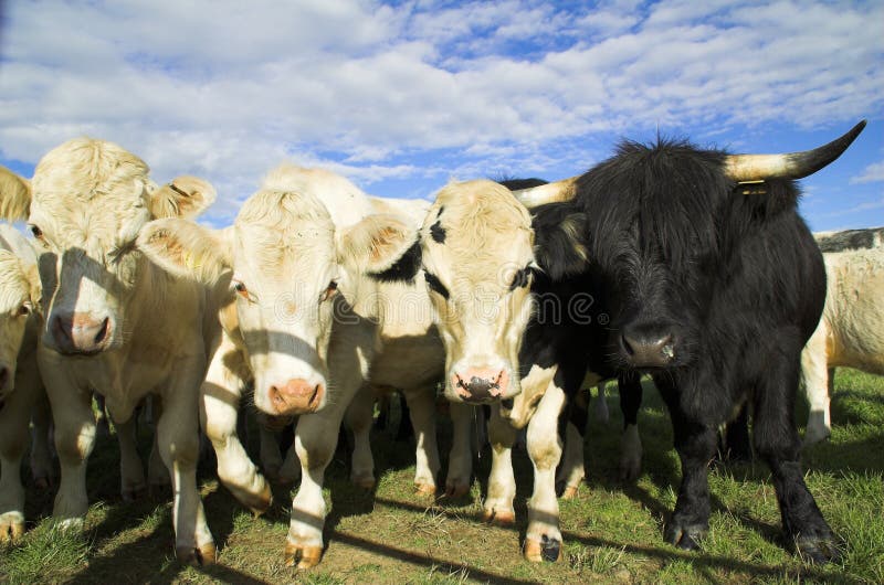 Cows stock image. Image of grazing, horns, cattle, hedge - 1202585