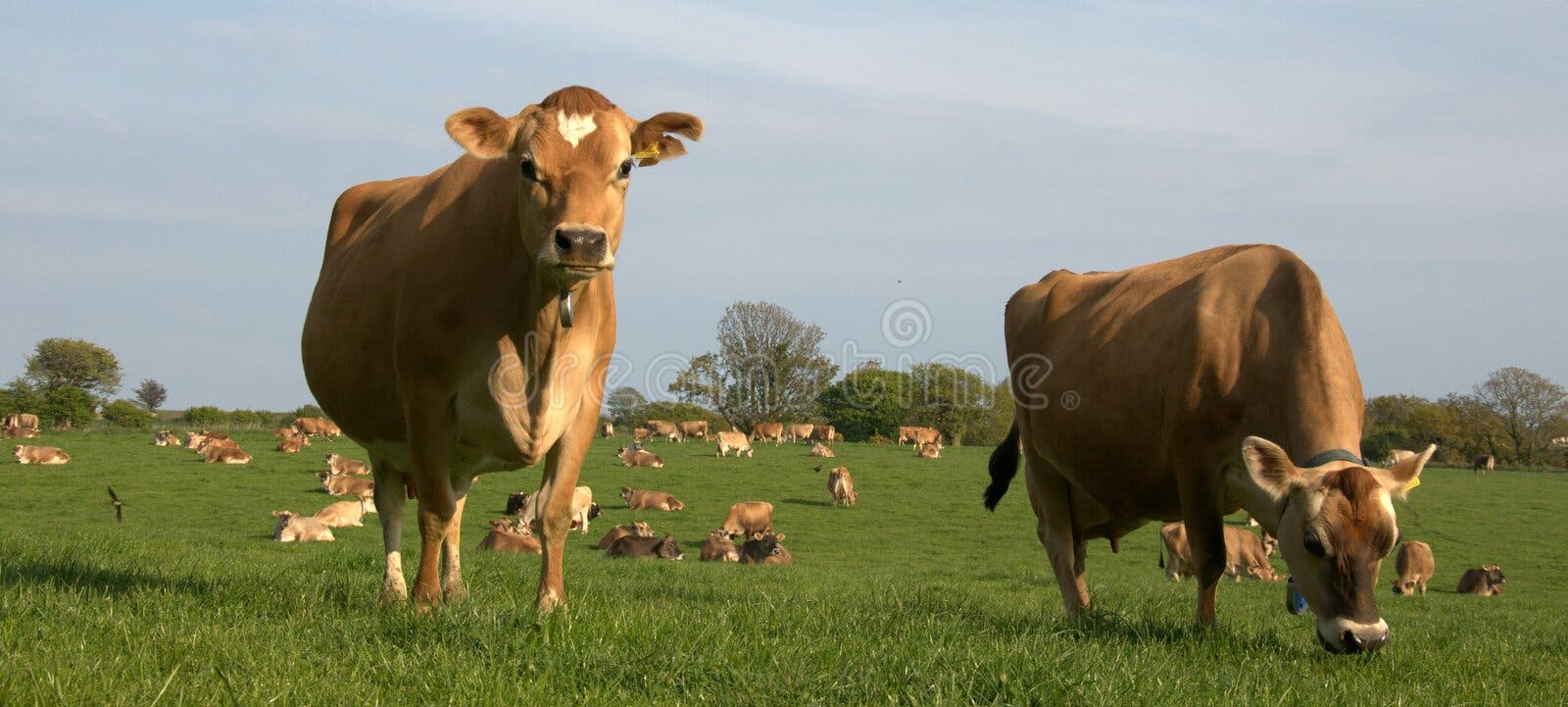 Famine editorial stock photo. Image of death, drought - 12832178