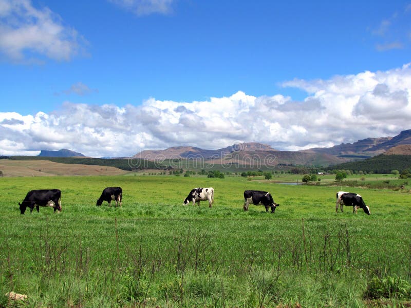 Cattle in the Rain stock photo. Image of angus, raining - 3281994