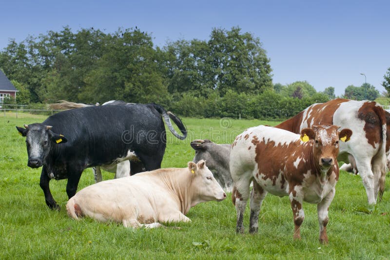 Holstein Cows stock image. Image of farm, milk, land, hooves - 1017681