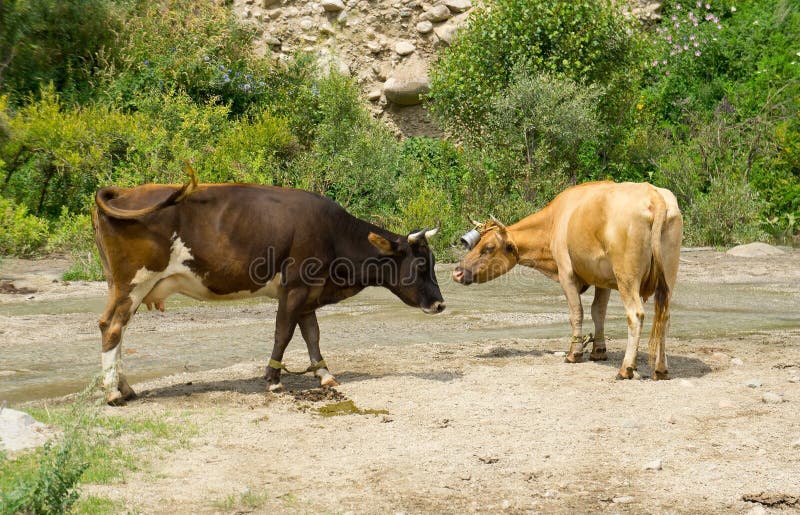 Two Cows Free Stock Photos & Pictures, Two Cows Royalty-Free and Public ...