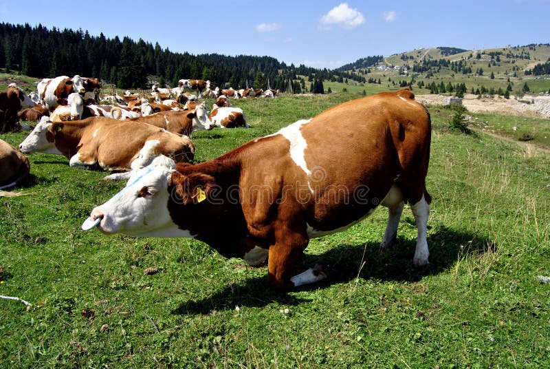 Cows stock image. Image of brown, europe, farm, close - 21581835