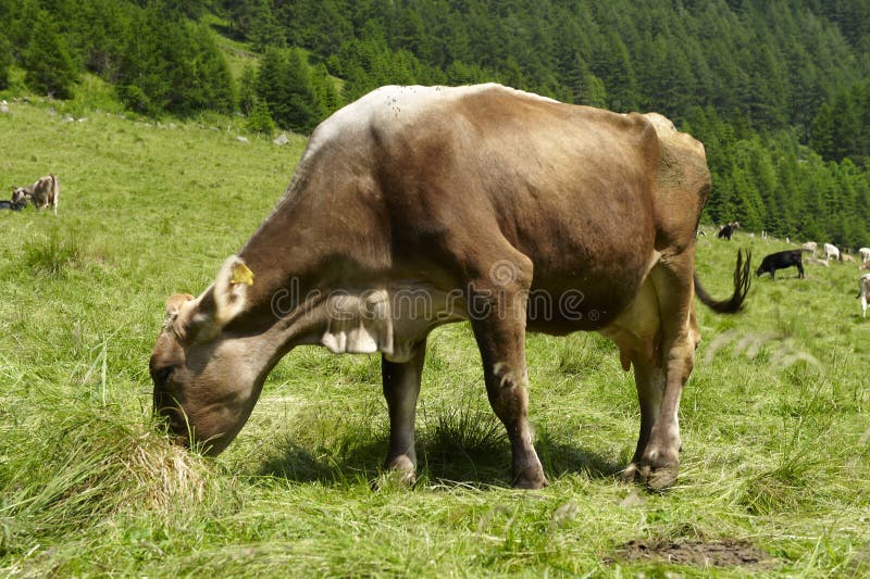 Cows stock photo. Image of farm, animal, rearing, breeding - 25609300