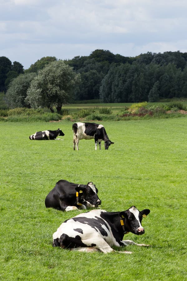 Holstein Cows stock image. Image of farm, milk, land, hooves - 1017681