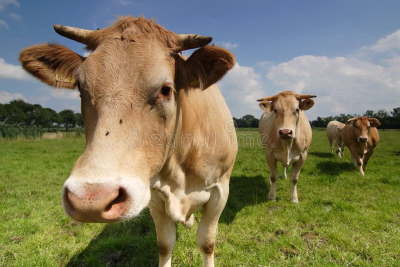 Cows stock image. Image of bovine, cloudscape, cows, horns - 2931285