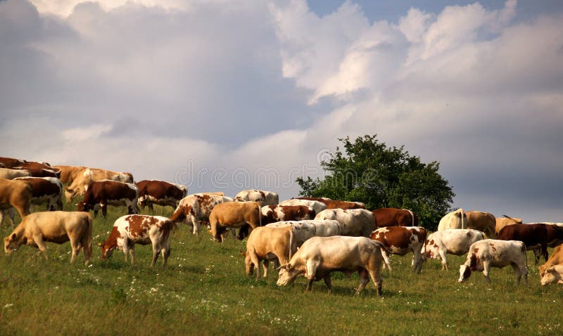 Cows stock photo. Image of agriculture, autumn, green - 3209168