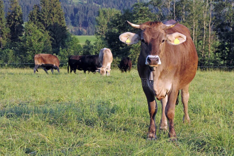 Drip Cattle Stock Photos - Free & Royalty-Free Stock Photos from Dreamstime