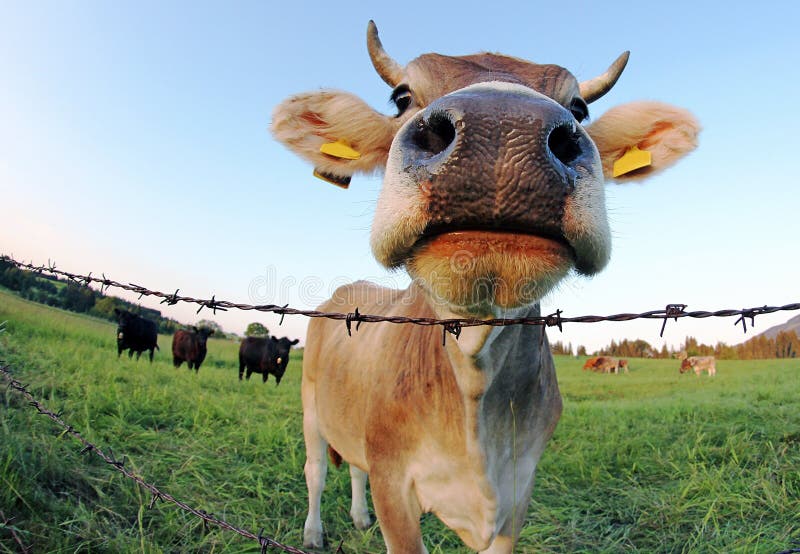 Drip Cattle Stock Photos - Free & Royalty-Free Stock Photos from Dreamstime