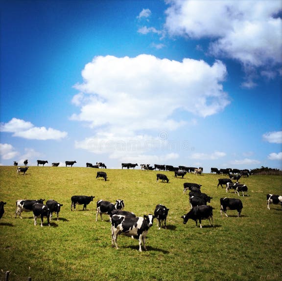 Cows stock image. Image of grazing, daytime, herd, animal - 38357423